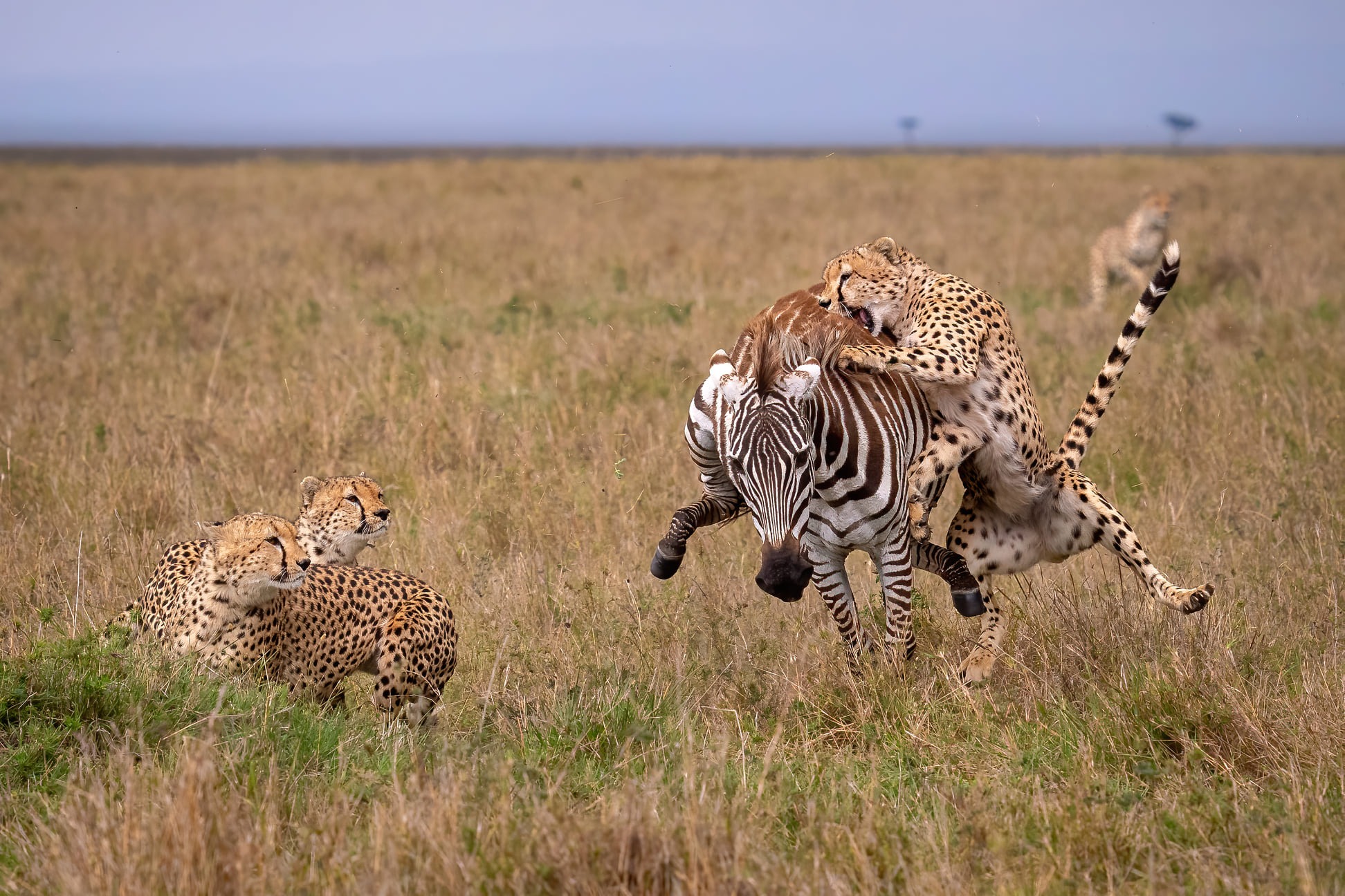 The Tano Bora- Masai Mara’s fascinating coalition of Five Cheetahs ...